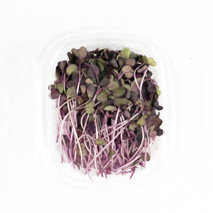 Pedro Farms Radish Purple (Microgreens) 40g – One World Deli